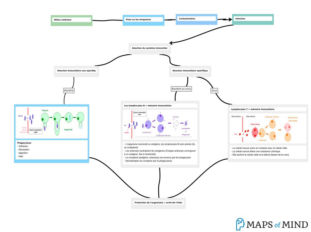 MapsOfMind | SVT système immunitaire
